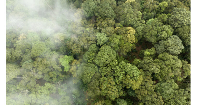 EcoSync Accelerates Climate Finance Innovation with Advanced Carbon ...